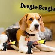 Organizer: Deagle's Beagle Battles (VGC) | Limitless
